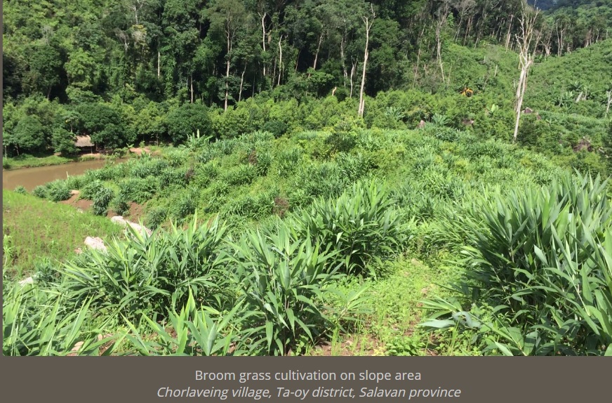 Broom grass cultivation to prevent soil erosion in sloping area [Lao ...