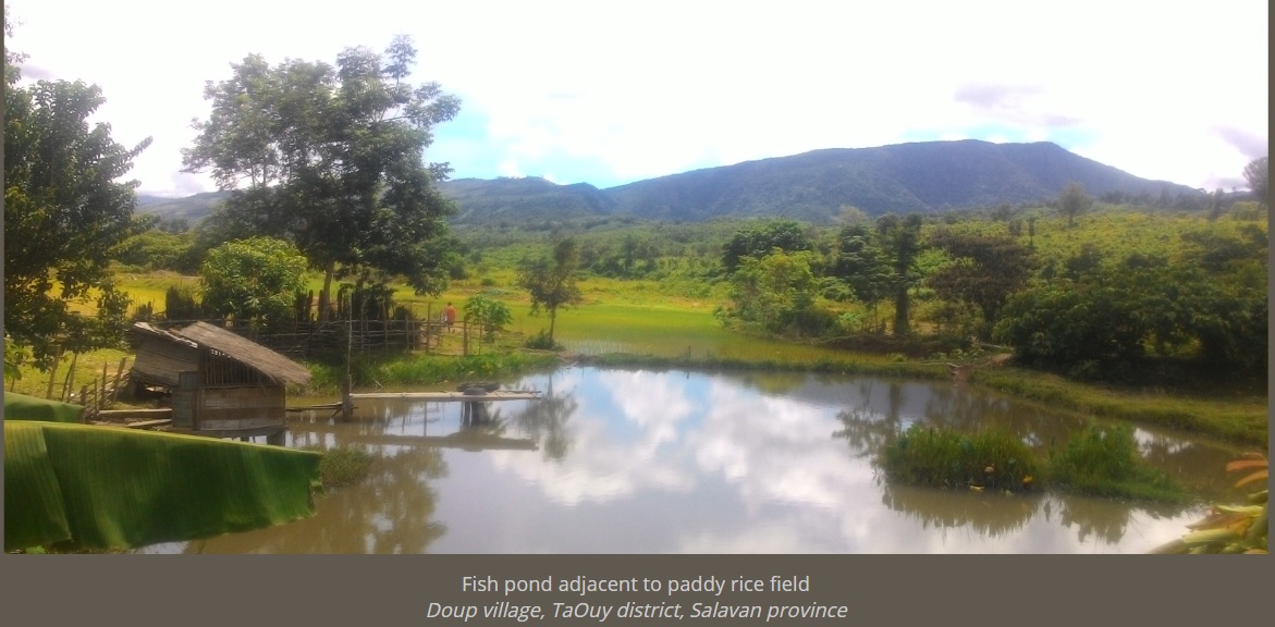 Using water from a fishpond for the cultivation of dry season paddy ...